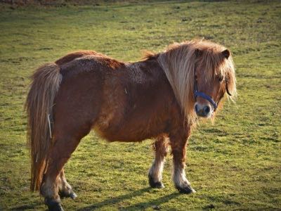 Pro Equine Grooms - The Health Dangers to an Overweight Horse