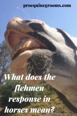 Pro Equine Grooms - The Flehmen Response in Horses - What Does it Mean?