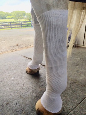 Pro Equine Grooms - Horses That Stomp - Why They Do It and What You Can ...
