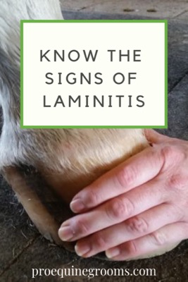 Know The Signs of Laminitis