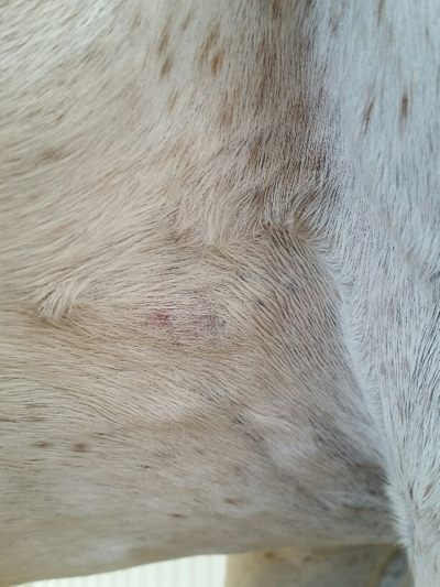 Pro Equine Grooms - Girth and Saddle Galls