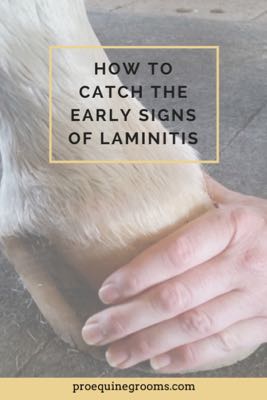 Know The Signs of Laminitis