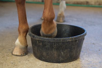 Pro Equine Grooms - Soaking Your Horse's Hooves