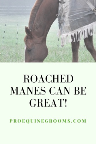 Pro Equine Grooms - Roach or Hog Your Horse's Mane!