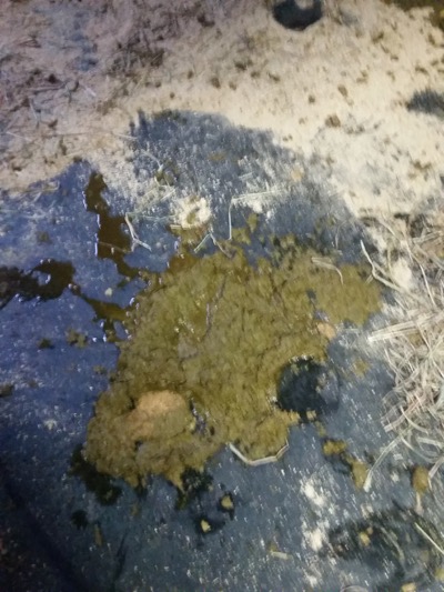 Pro Equine Grooms - Your Horse's Digestive System - The Basics And What ...