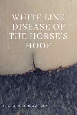 Pro Equine Grooms - White Line Disease of the Horse's Hoof