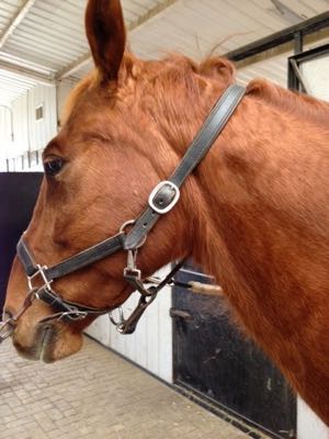 Pro Equine Grooms - Picking and Fitting a Halter For Your Horse