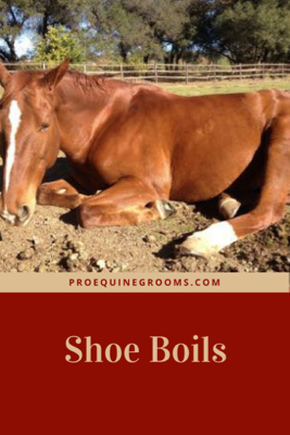 Pro Equine Grooms - Shoe Boils on Your Horse's Elbow - Panic or No?