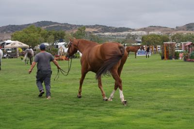 Pro Equine Grooms - Does Your Horse Jog Safely?