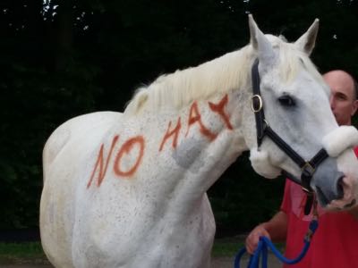 Pro Equine Grooms - How to Mark Your Horse For a Trip or Emergency