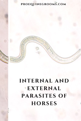 Pro Equine Grooms - Internal and External Parasites of Horses