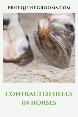 Pro Equine Grooms - Contracted Heels in Horses