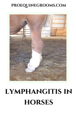 Pro Equine Grooms - Lymphangitis in Horses