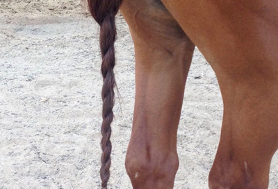 Pro Equine Grooms - 5 Ways to Help Your Horse's Tail be Extra and Awesome