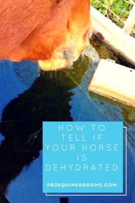 Pro Equine Grooms - Is Your Horse Dehydrated?