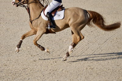 Pro Equine Grooms - 5 Ways to Help Your Horse's Tail be Extra and Awesome
