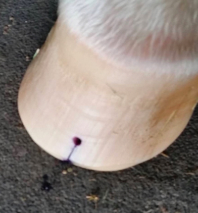 Pro Equine Grooms - Hoof Cracks in Horses
