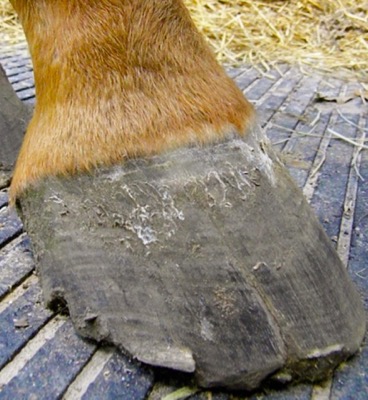 Pro Equine Grooms - Horses That Stomp - Why They Do It and What You Can ...