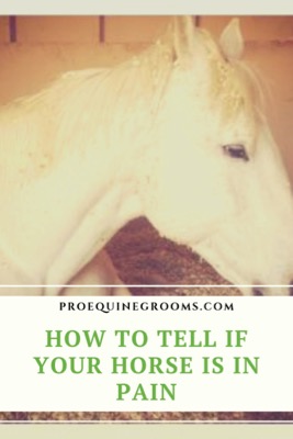 Pro Equine Grooms - How to Tell if Your Horse is in Pain
