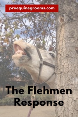 Pro Equine Grooms - The Flehmen Response in Horses - What Does it Mean?
