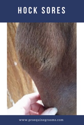 Pro Equine Grooms - Hock Sores - Help Your Horse Heal
