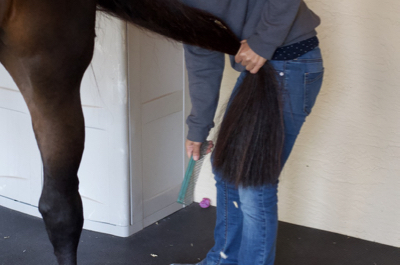 Pro Equine Grooms - 5 Ways to Help Your Horse's Tail be Extra and Awesome