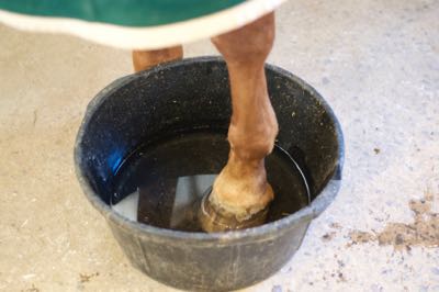 Pro Equine Grooms - Soaking Your Horse's Hooves