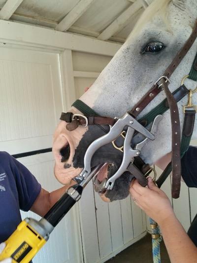 Floating Horse Teeth and Equine Dental Care